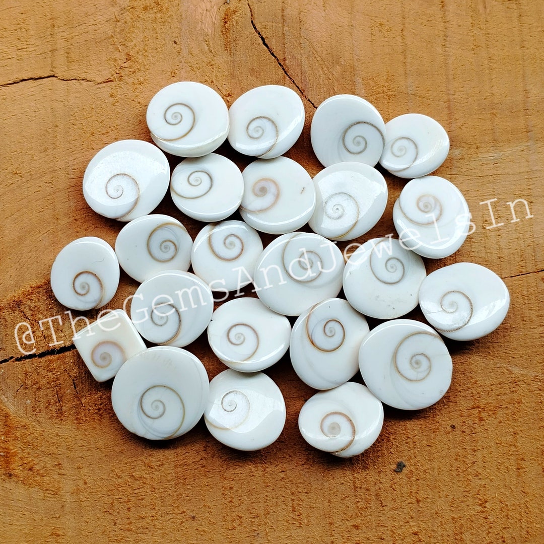 Shiva Eye Shell Cabochon Lot, Wholesale Shiva Eye Gemstone, Natural ...