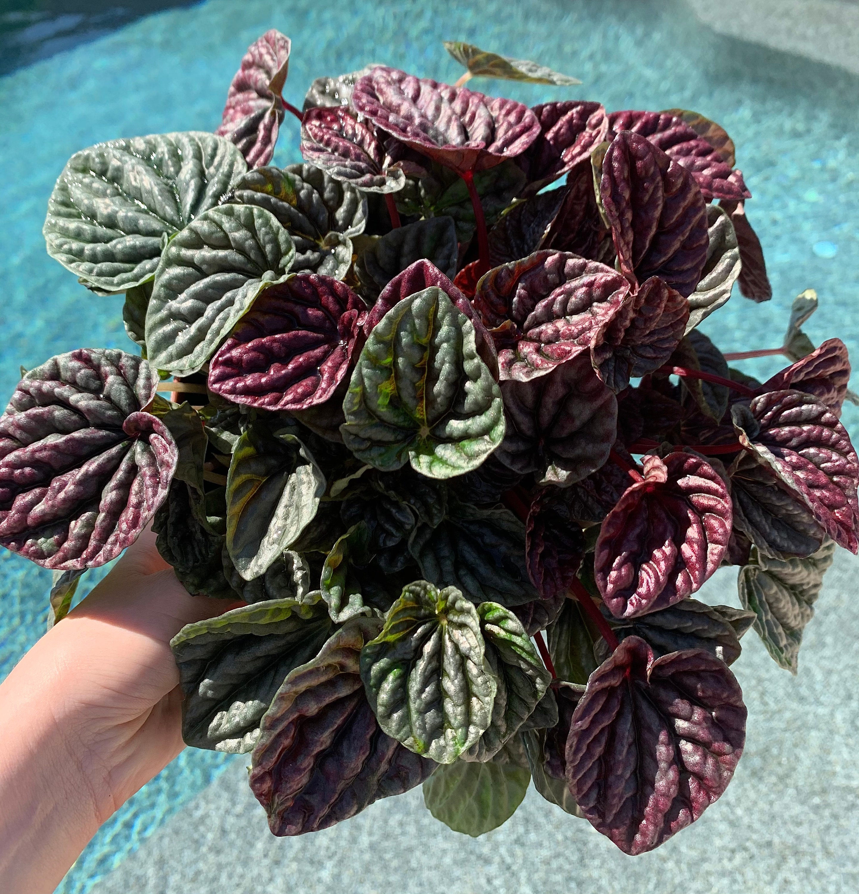 Peperomia Caperata Red Ripple 6 Inch Pot Free Priority | Etsy