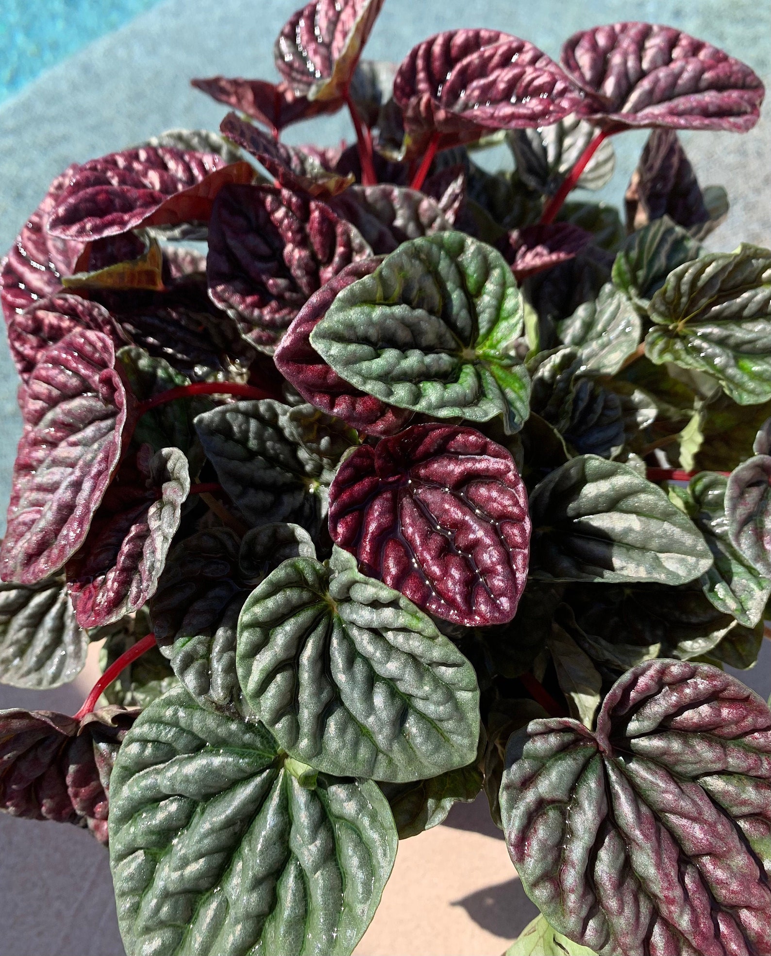 Peperomia Caperata Red Ripple 6 Inch Pot Free Priority | Etsy