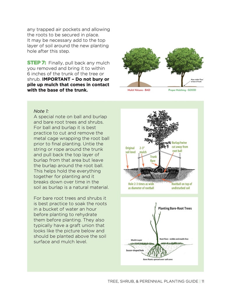 Planting Guide for Tree Shrub Perennial and More Ebook - Etsy