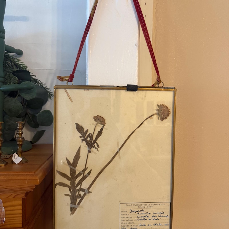 Herbarium Frame - Etsy