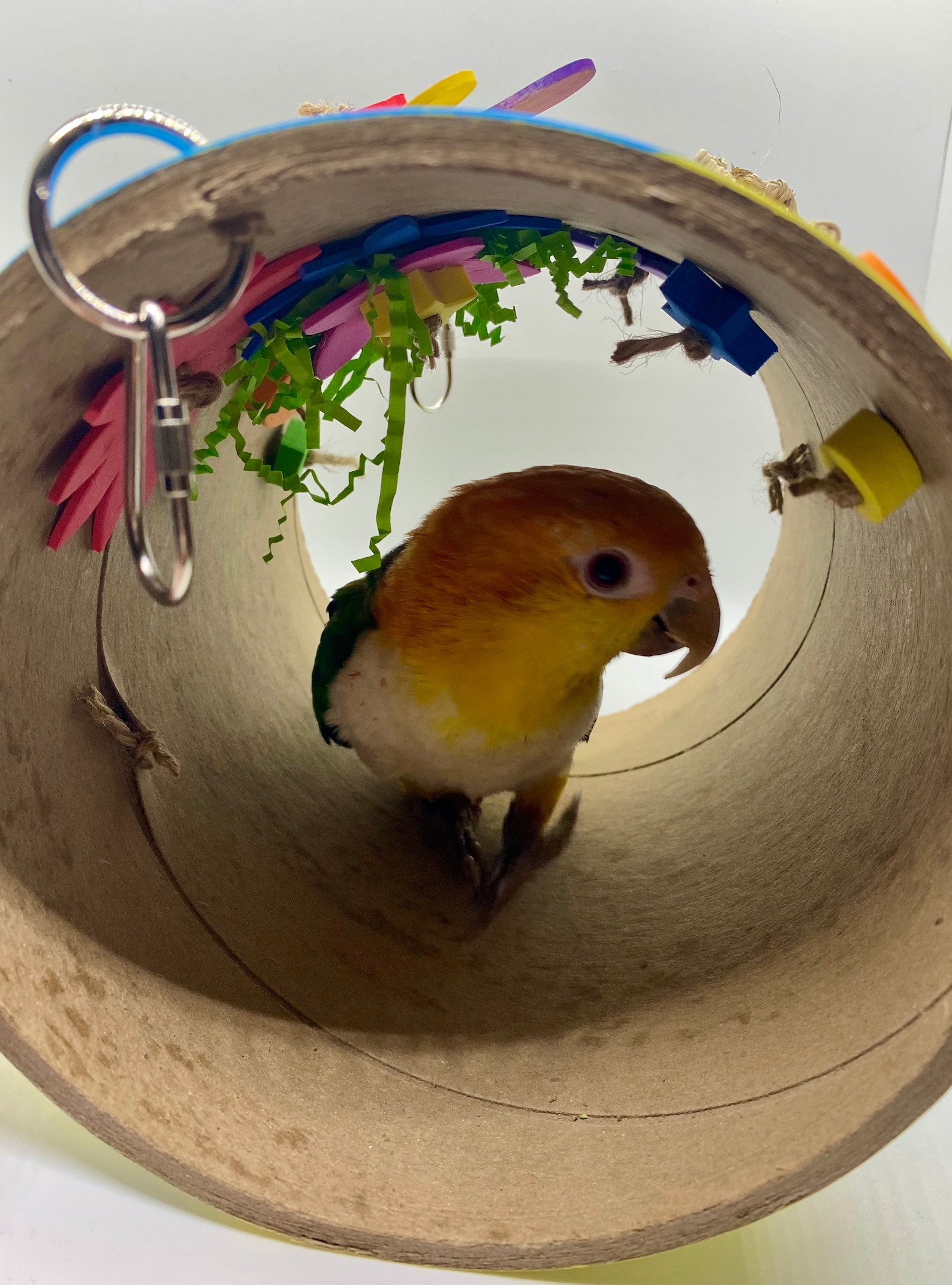 Birdie Bagel Tunnel Parrot Toys Bird Toys Bird Tunnel Bird | Etsy