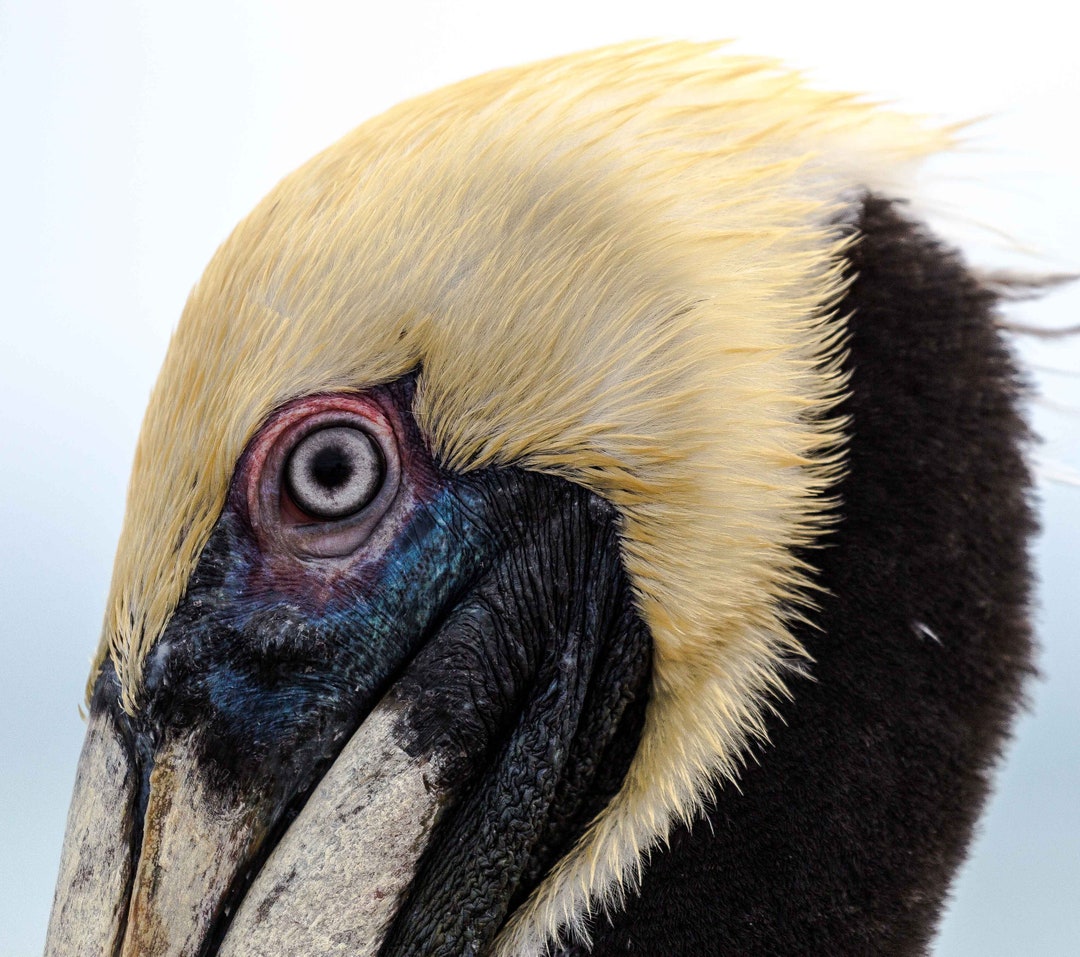 Pelican Portrait Photography Art Print Close-up of Brown Pelican's Head ...