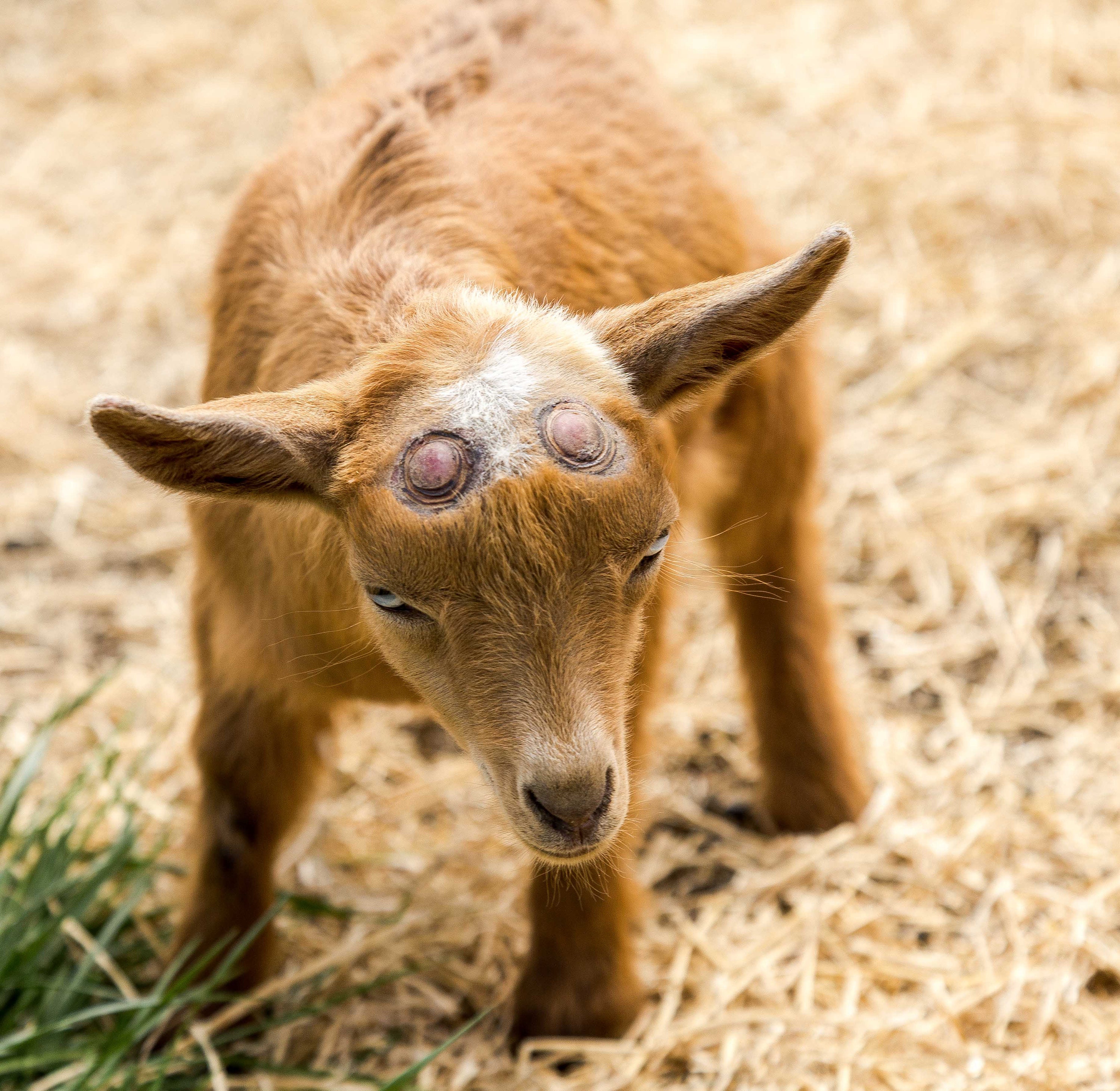 Mongolian Baby Goat