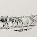 Longhorns Vintage Drawing, Herd of Cattle Sketch, PRINTABLE, 131 - Etsy