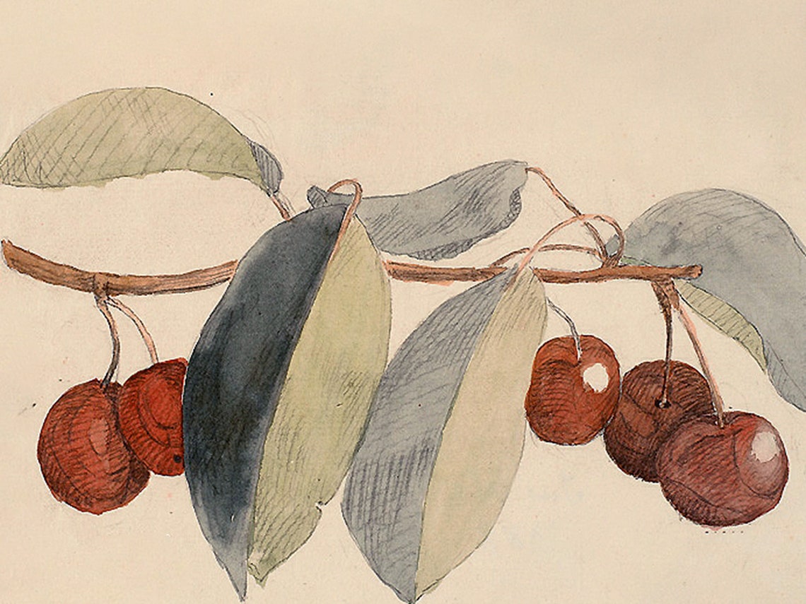 Cherry Print | Botanical Wall Art | Cherry Branch Vintage Watercolor ...