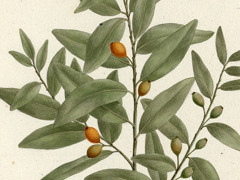 Botanical Wall Art Olive Branch Vintage Print Olive Print - Etsy