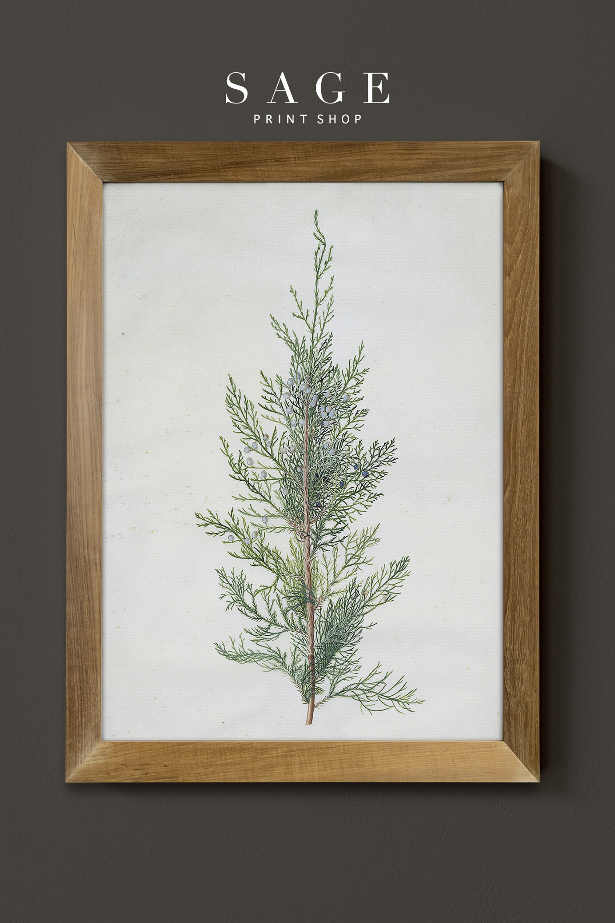 Vintage Juniper Branch Print | Botanical Farmhouse Wall Art (digital ...