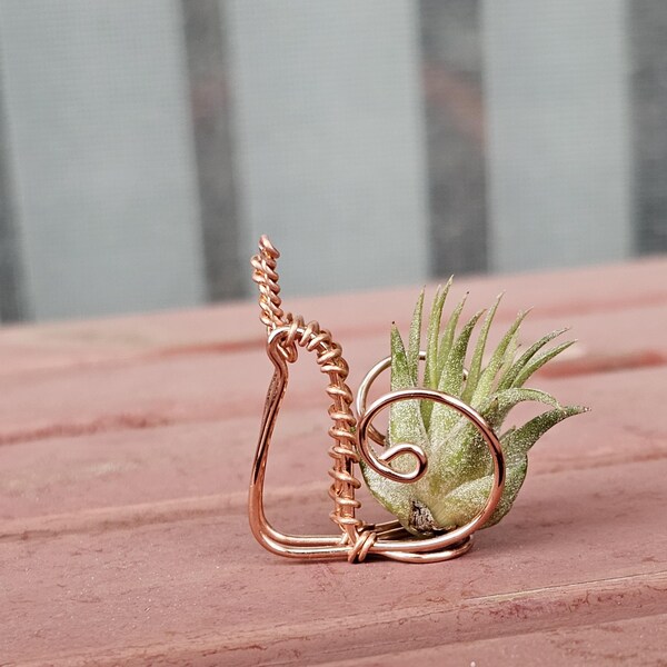 Air Plant Frame - Etsy
