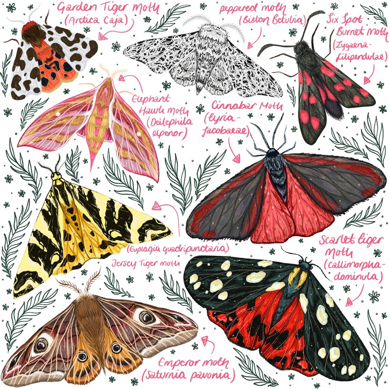 Moth Species Identification Digital Artwork Art Print Digital Art Art ...