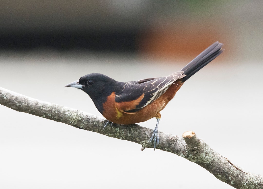 Orchard Oriel Print 8x10 - Etsy Canada