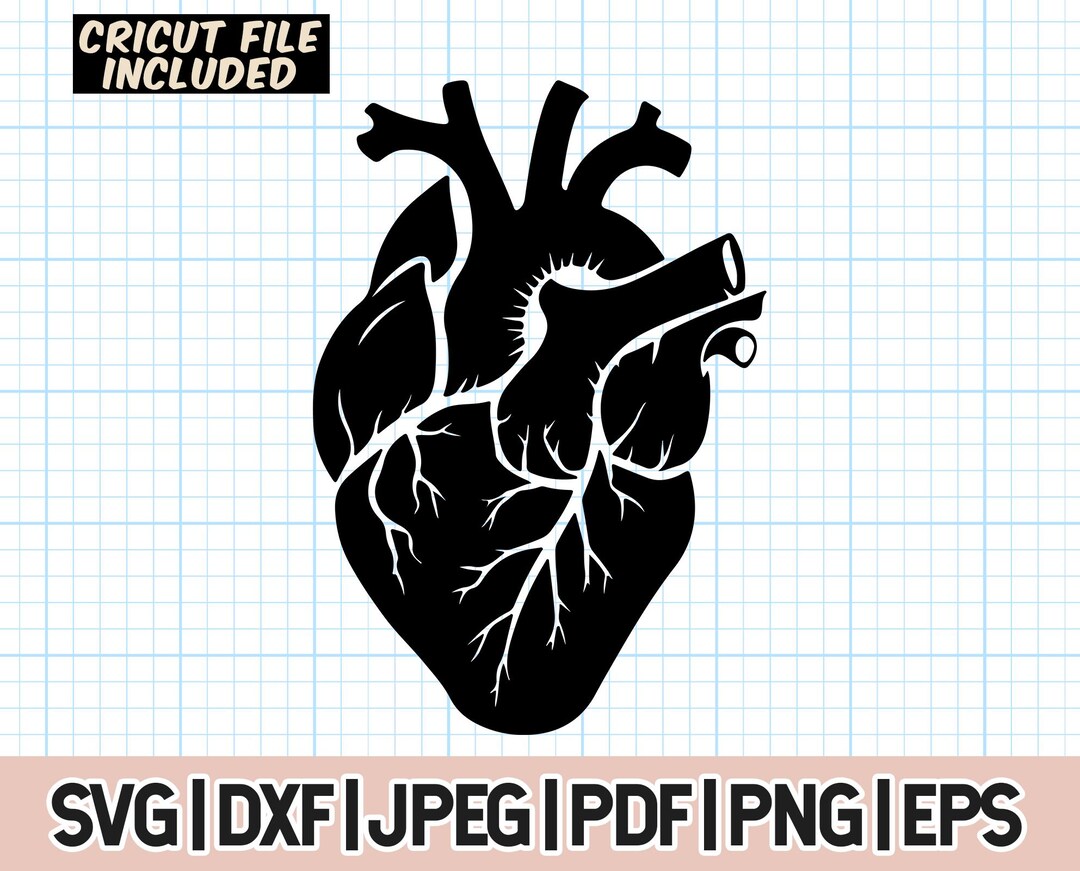 Anatomical Heart Svg, Heart Svg,cardiologist Svg,human Heart Clip Art ...