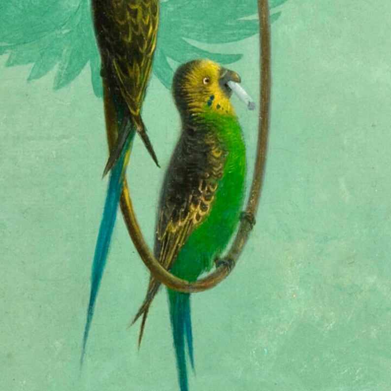 The Parakeet Ring, Vintage Parakeet Budgie Art, Parrot Art Print ...