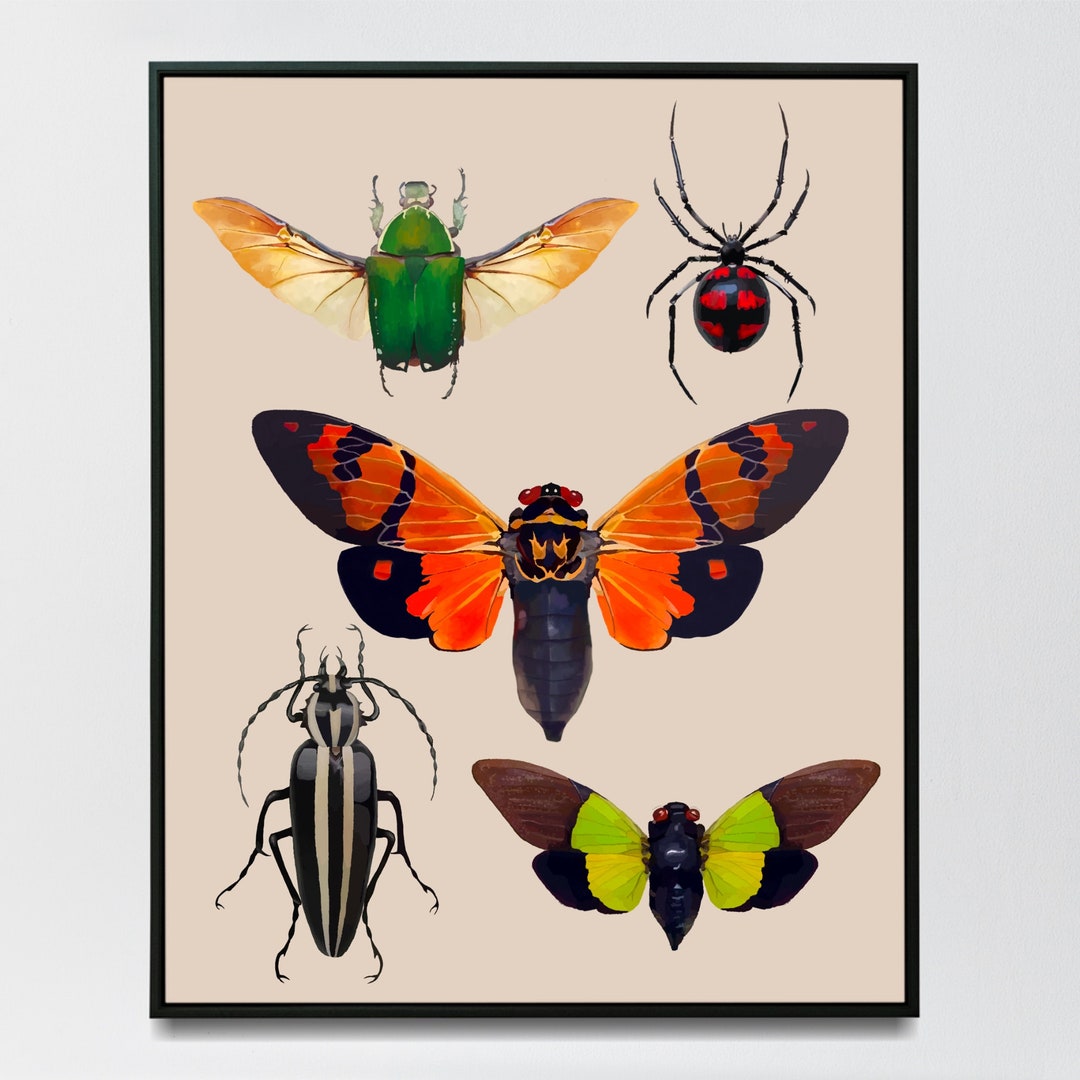 Colorful Insect Art Prints, Black Widow, June Bug, Cicada, Striped ...