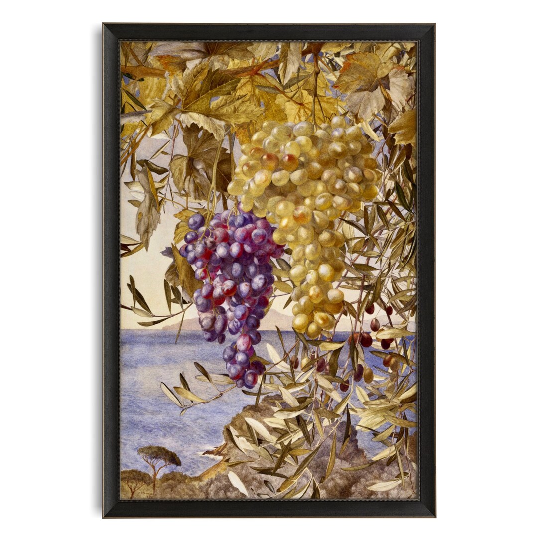 Grapes and Olives Antique Watercolor, Grape Vines Painting, Olive Tree ...