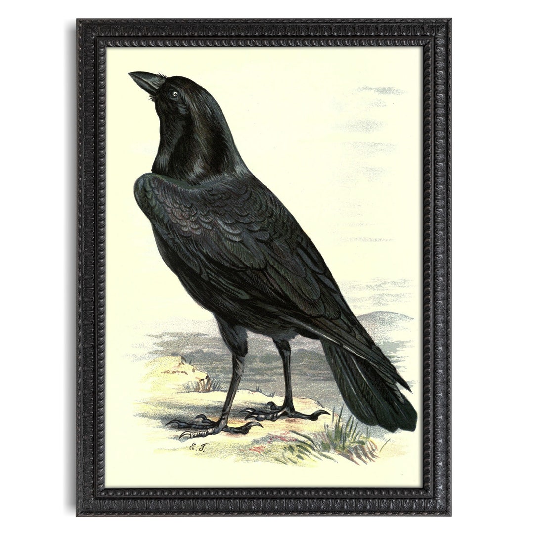 Antique Vintage Raven Print, W. Swaysland, Bird Study, Gothic, Dark ...