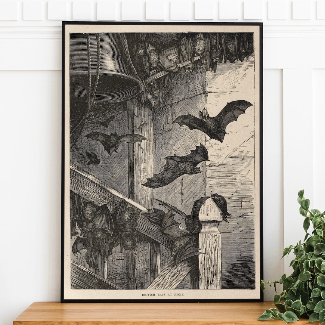Antique Bats Illustration, Bats in a Belfry, Church Bats, Vintage Bats ...
