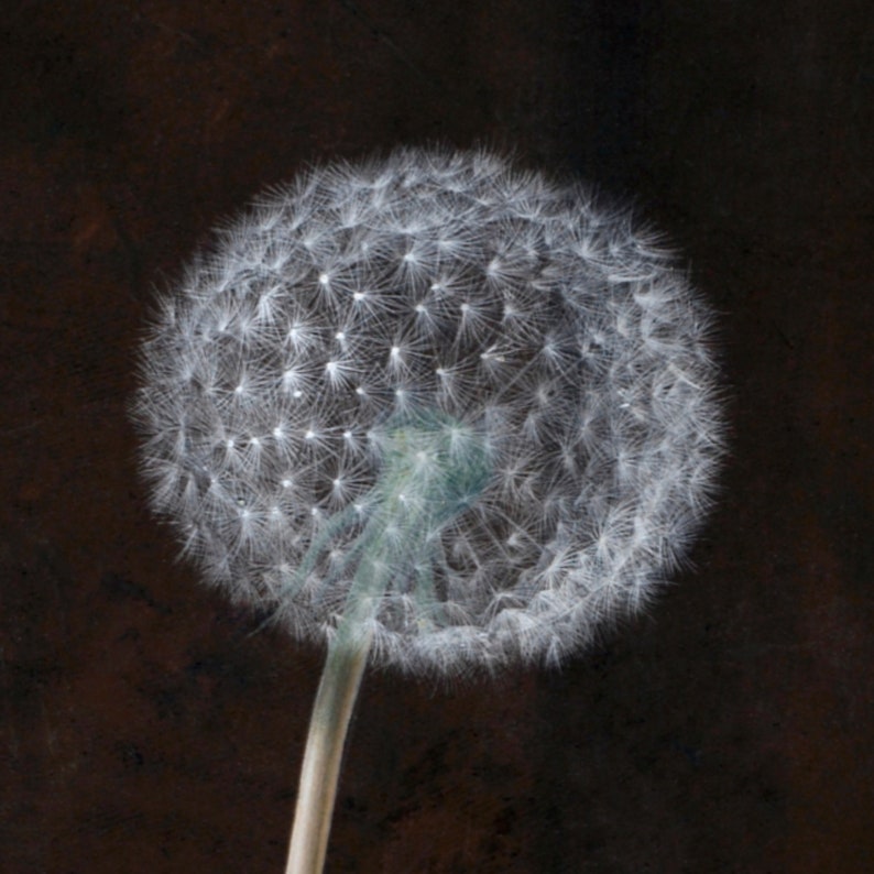 Antique Dandelion Still Life Painting, Dark Unusual Still Life, High ...