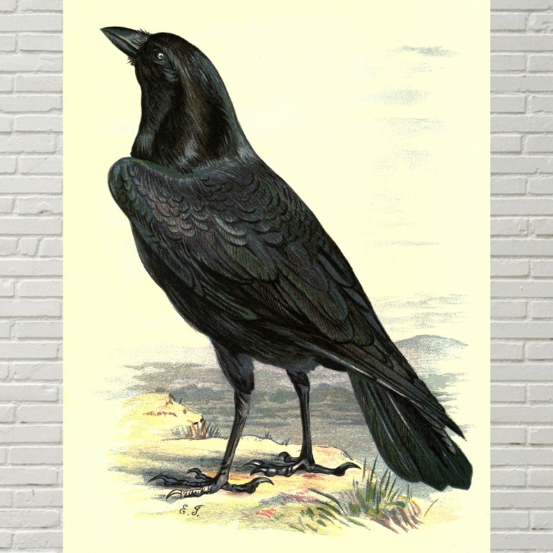 Antique Vintage Raven Print W. Swaysland Bird Study - Etsy