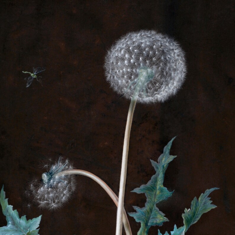 Antique Dandelion Still Life Painting, Dark Unusual Still Life, High ...