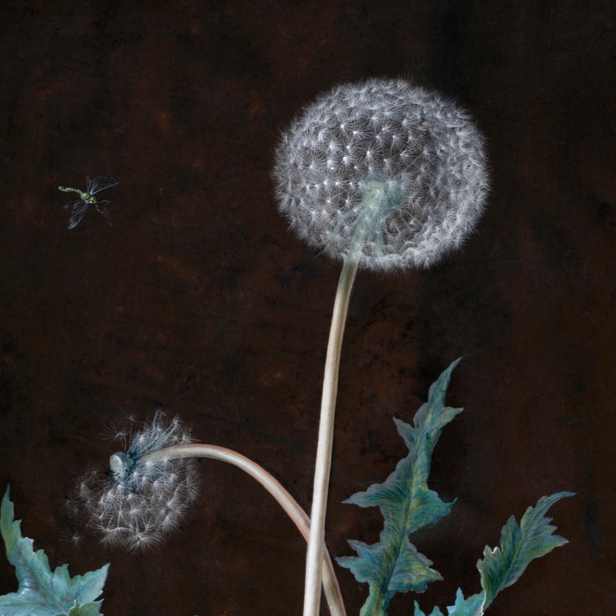 Antique Dandelion Still Life Painting, Dark Unusual Still Life, High ...