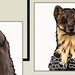 Native UK Terrestrial Mammals Poster - Printable Instant Digital ...