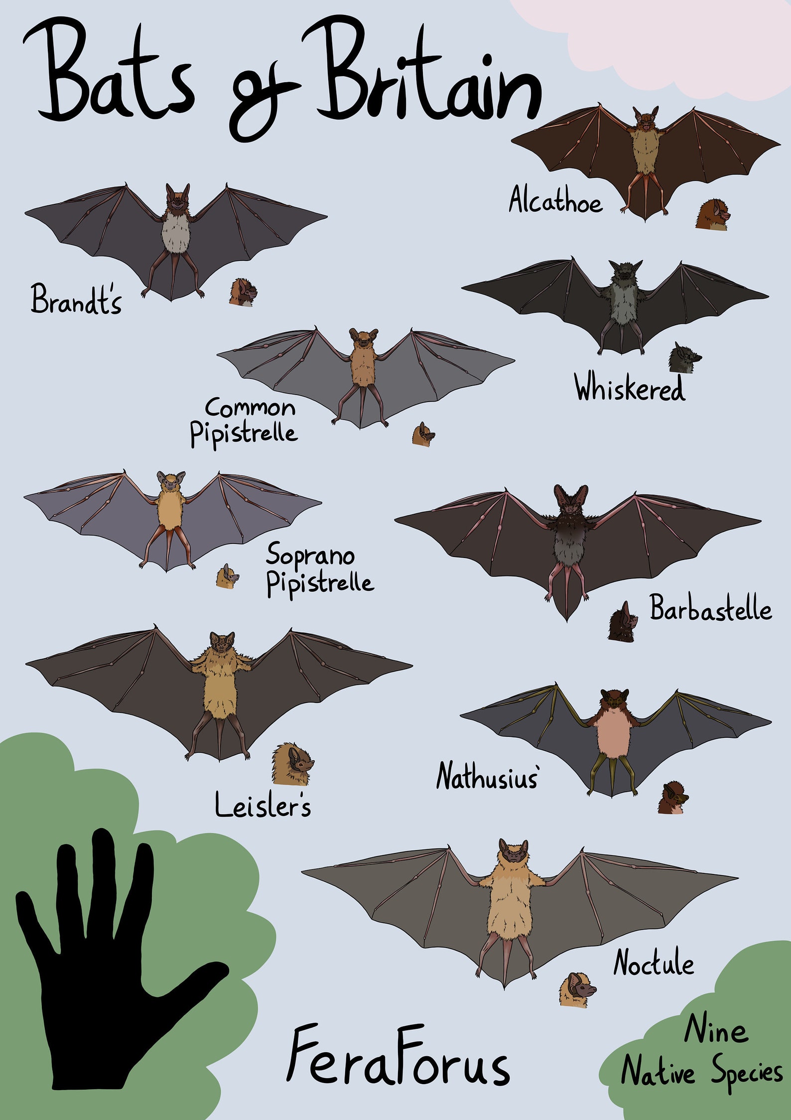 Bats of Britain Poster - Printable Instant Digital Download File ...