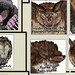 Native UK Terrestrial Mammals Poster - Printable Instant Digital ...