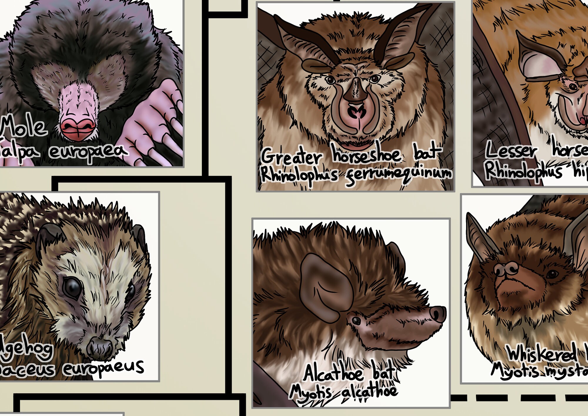 Native UK Terrestrial Mammals Poster - Printable Instant Digital ...