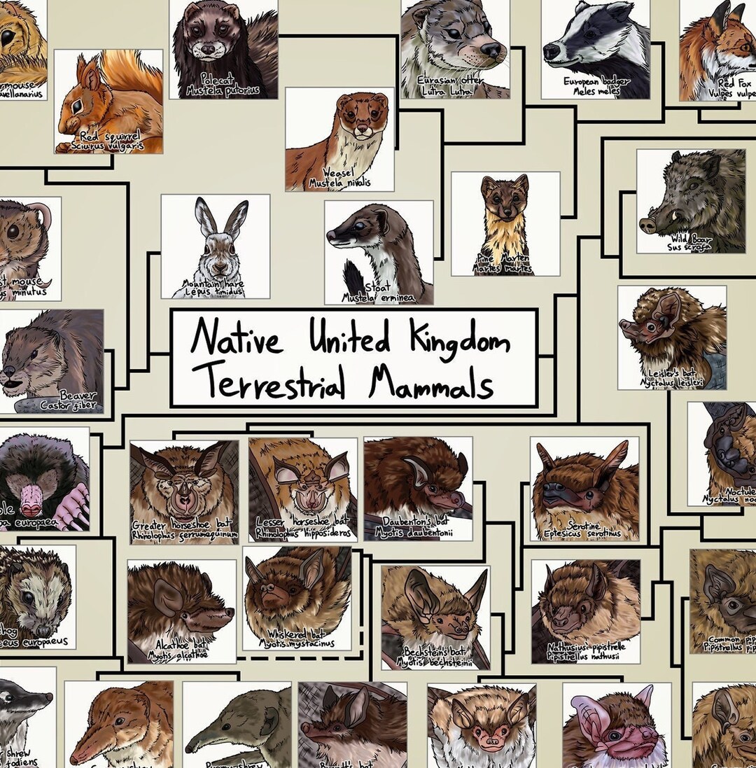 Native UK Terrestrial Mammals Poster - Printable Instant Digital ...