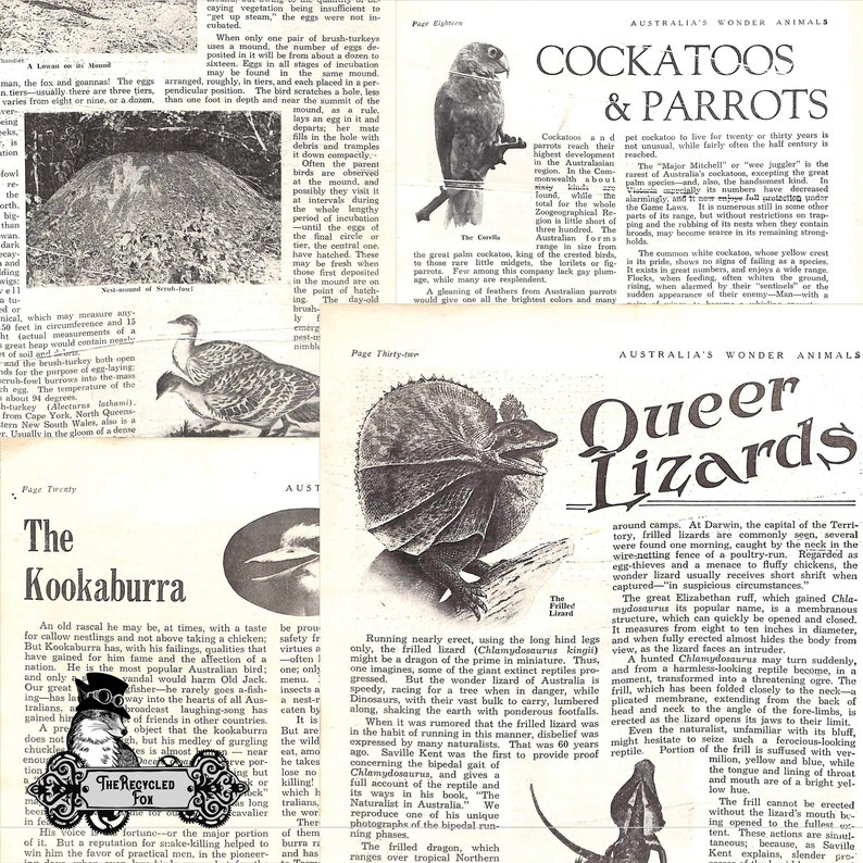 Australia's Wonder Animals (the Sun News-pictorial 1934) - Digital ...