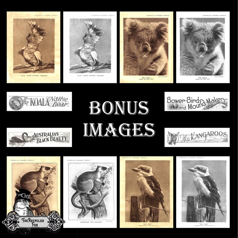Australia's Wonder Animals (the Sun News-pictorial 1934) - Digital ...