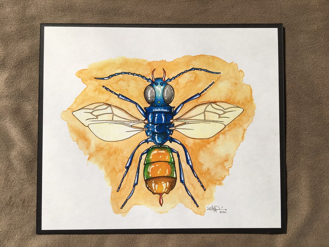 Cuckoo Wasp Print - Etsy