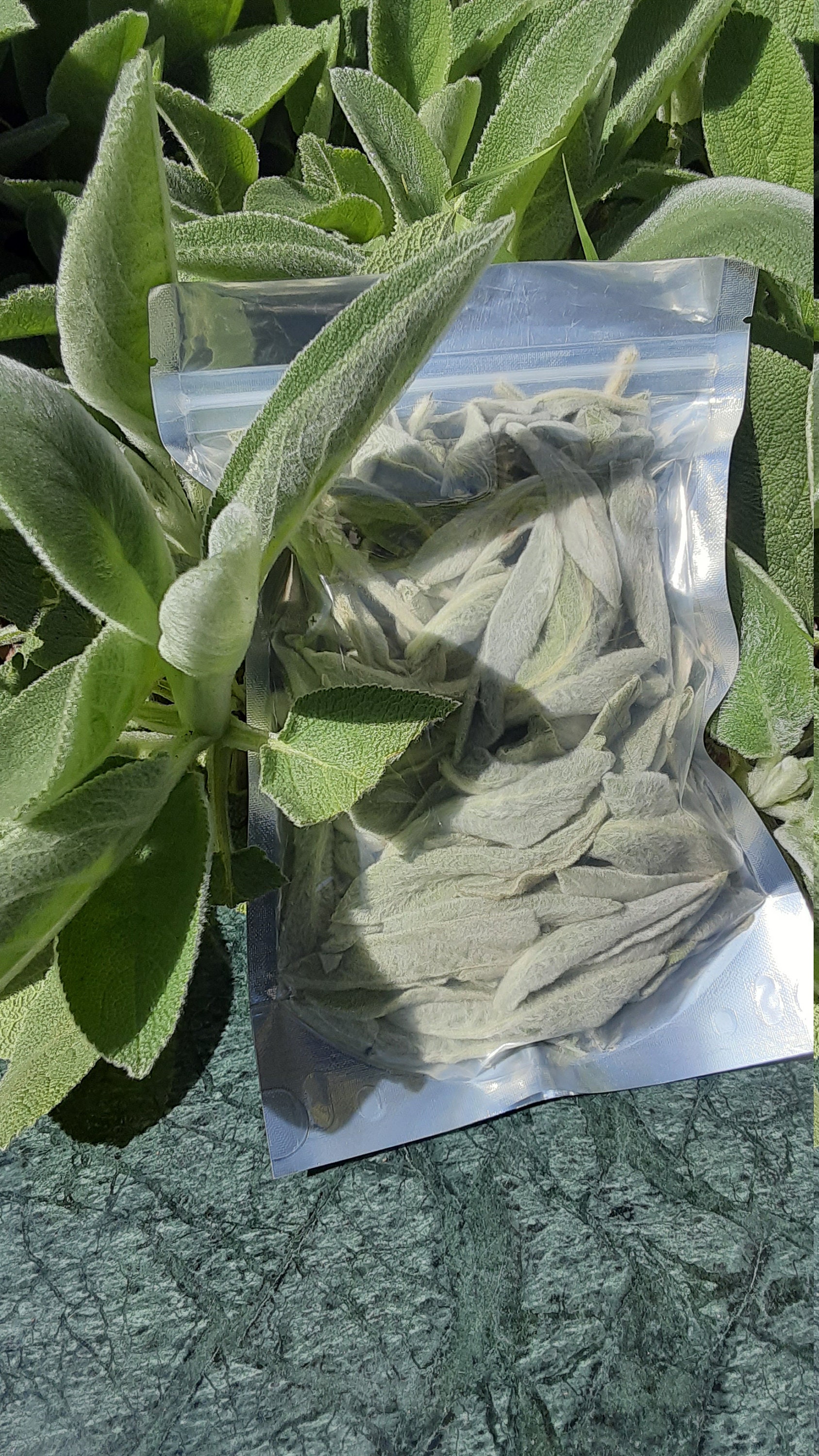 Dried Lamb's Ear - Etsy