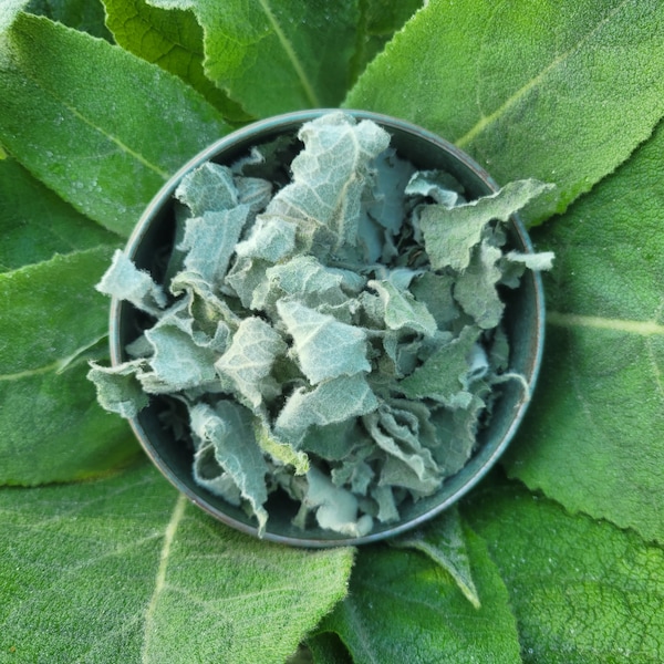 Mullein Plant - Etsy