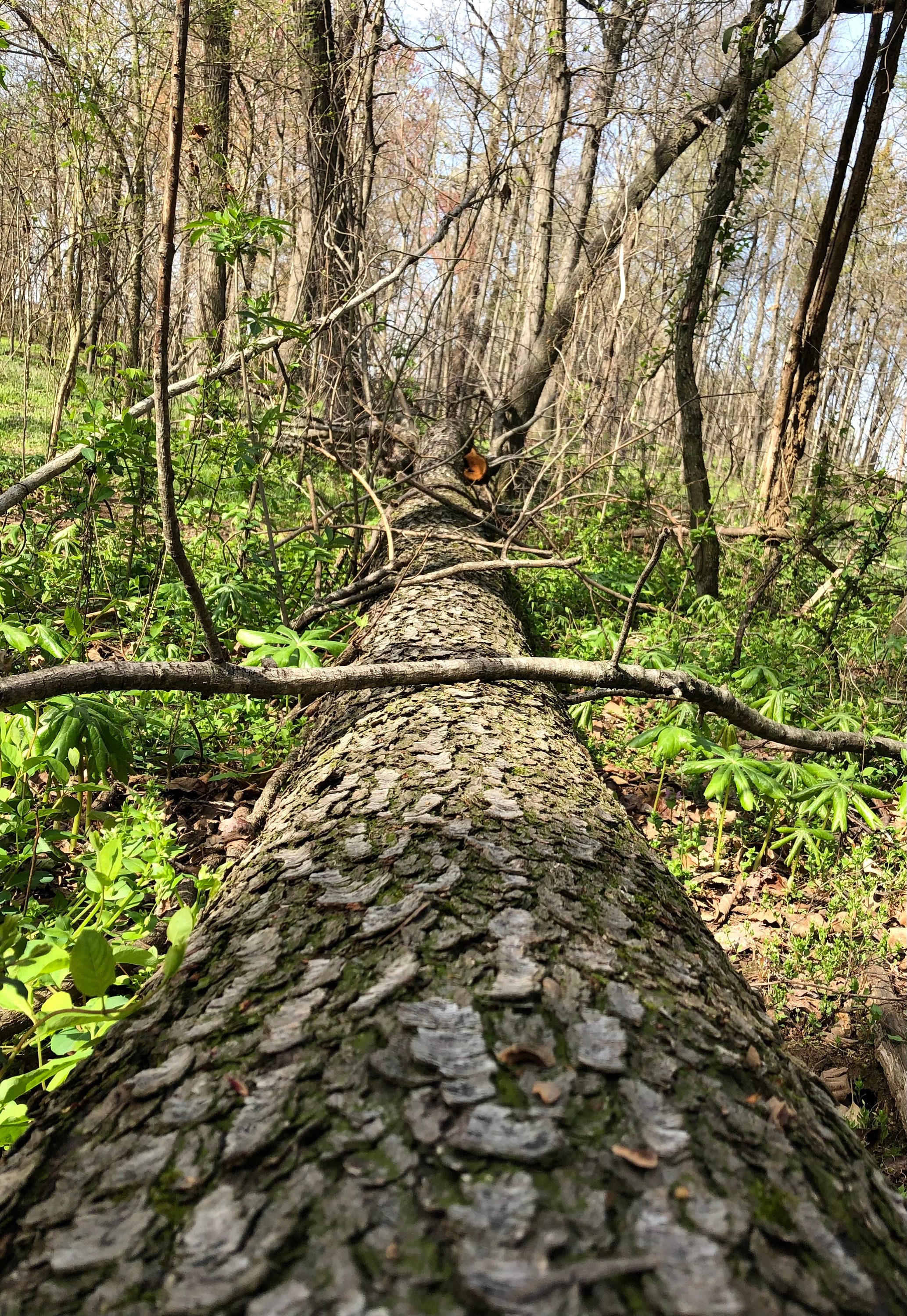 Live-edge Table Centerpiece - Etsy