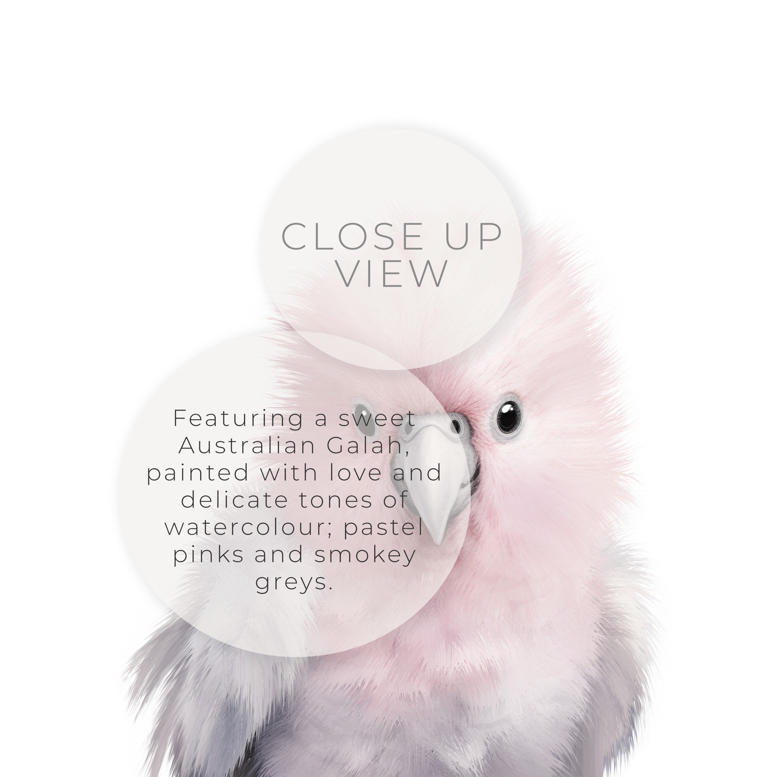 Australian Native Bird Print Set of 3 Featuring a Cockatoo - Etsy