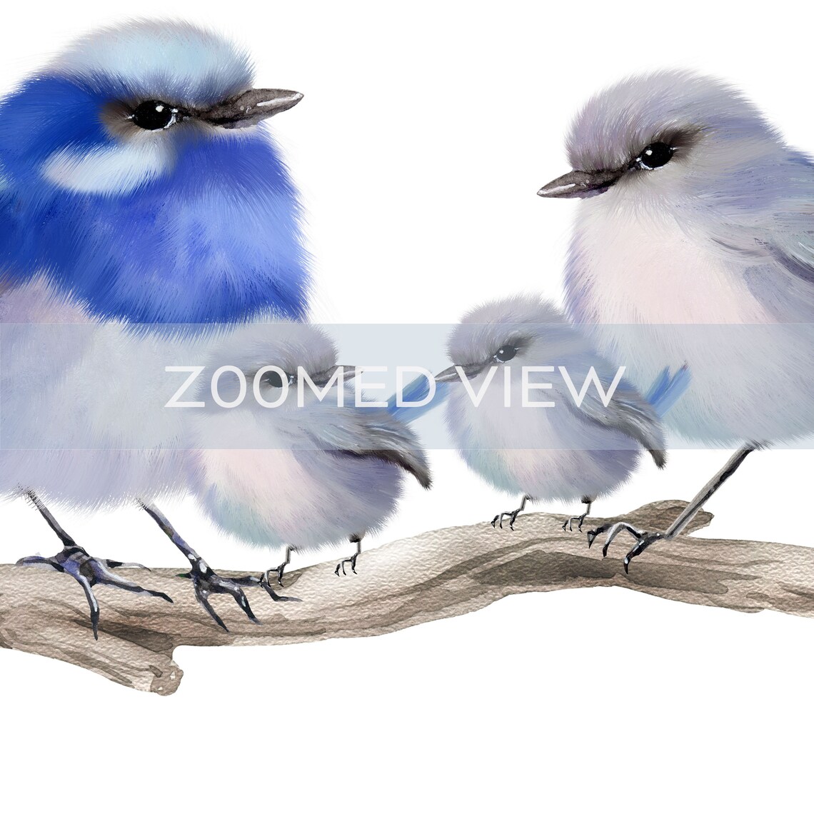 Wren Print Blue FAIRY WREN FAMILY Print Australian Bird - Etsy Australia