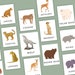 50 Zoo Animals Flashcards, Safari Flash Cards, Animal, Montessori ...