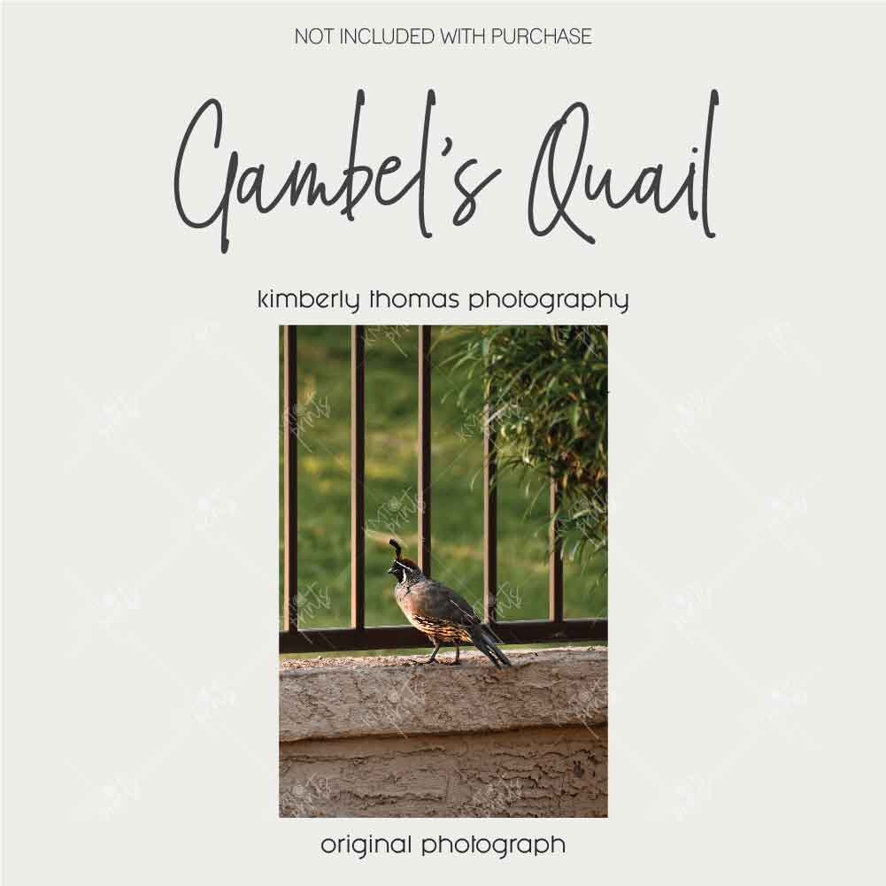 Quail | Digital Vector & Print - Etsy