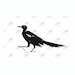 Grackle | Digital Vector & Print - Etsy