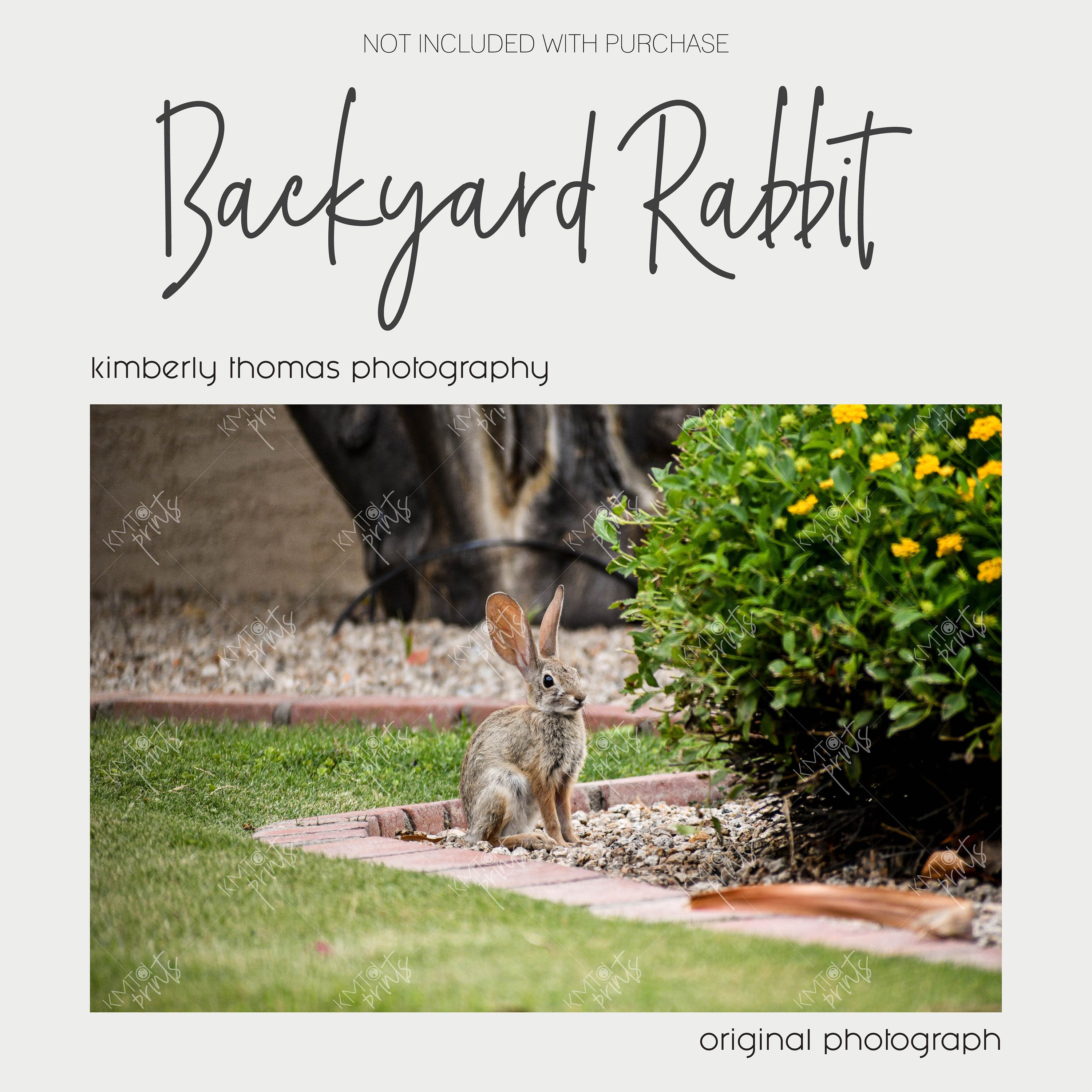 Rabbit | Digital Vector & Print - Etsy