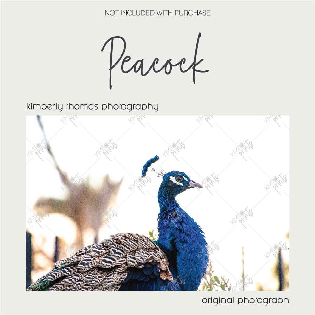 Peacock | Digital Vector & Print - Etsy