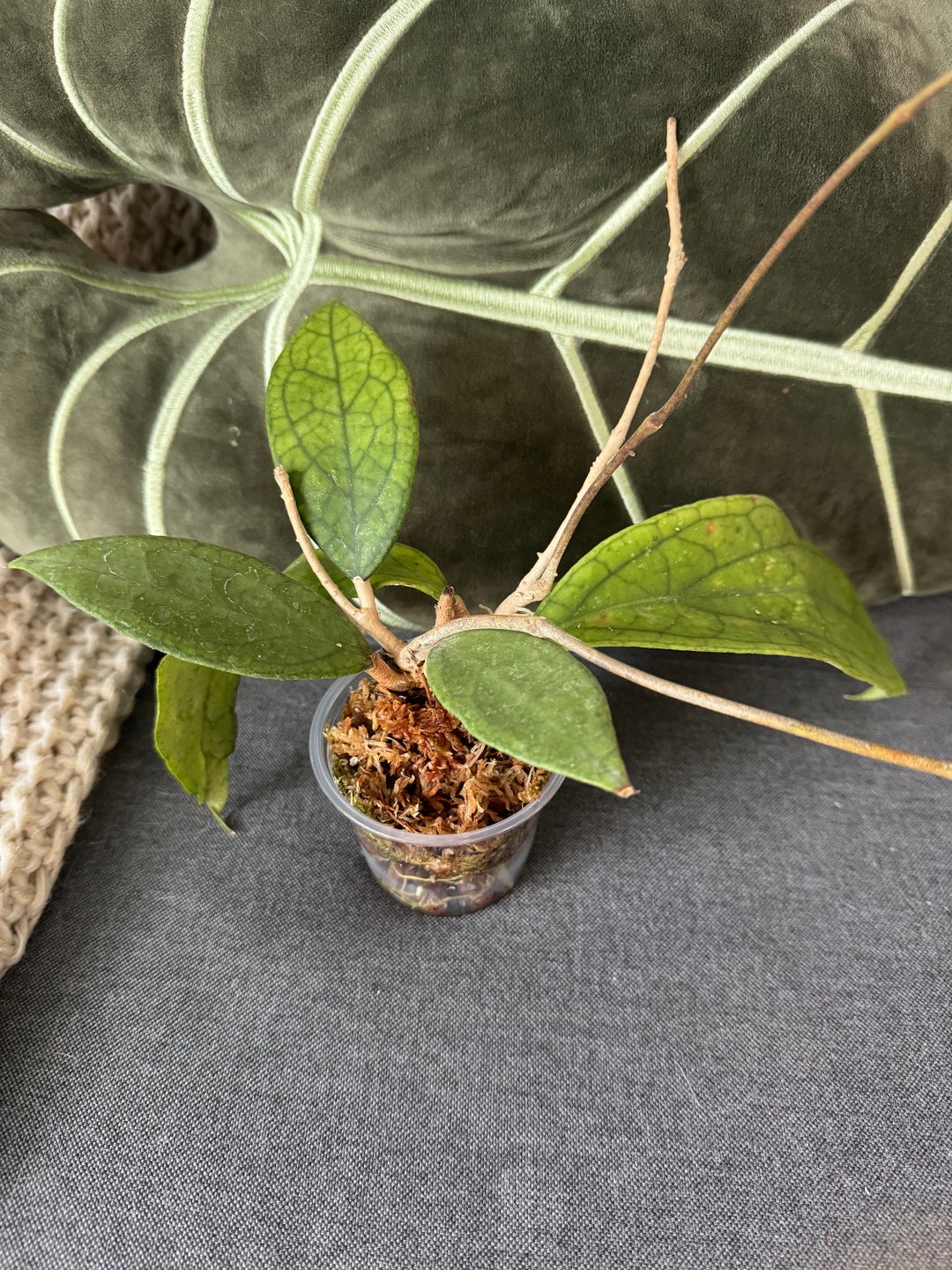 Hoya Cv Jennifer Rooted Cutting - Etsy