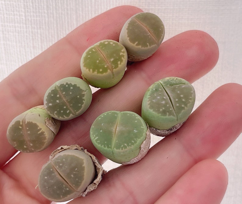 Rare Lithops Olivacea Live Plants 2 Years Old - Etsy