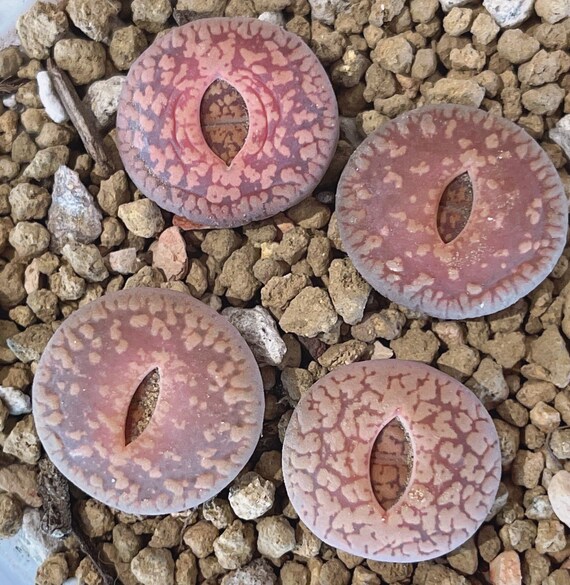 Rare Lithops Aucampiae Light Brown 3 Years Old 0.75 - Etsy