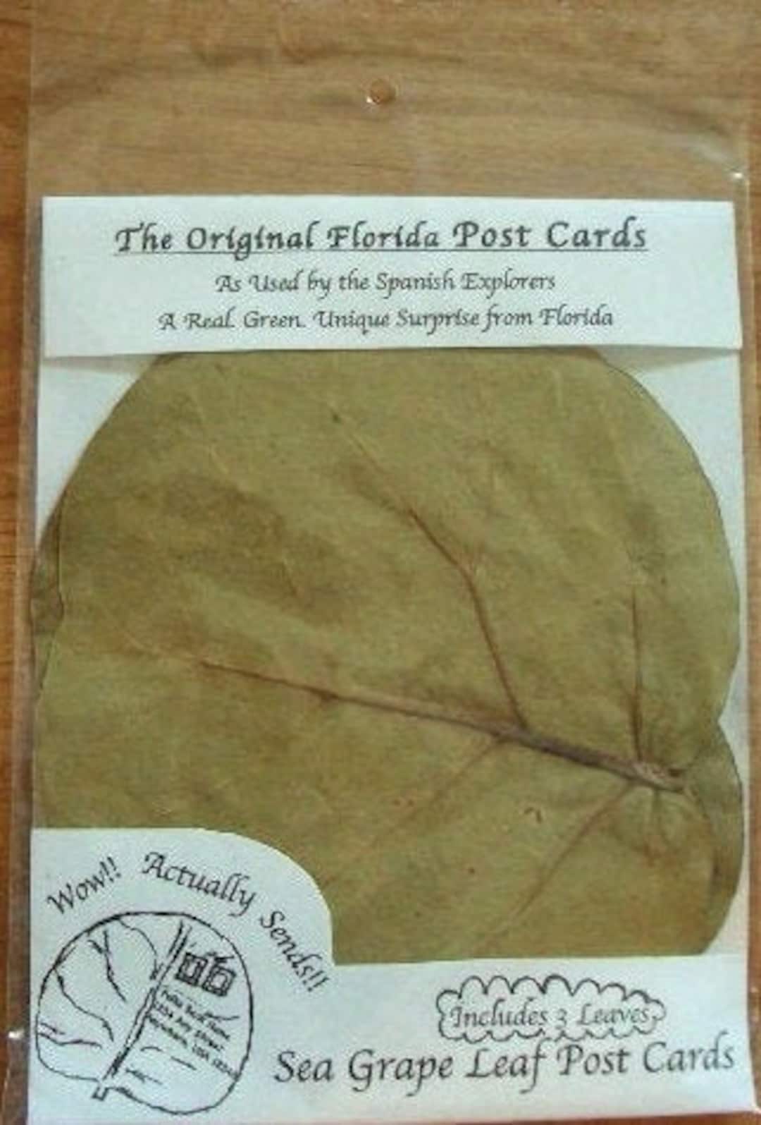 Sea Grape Leaf Post Cards - Etsy