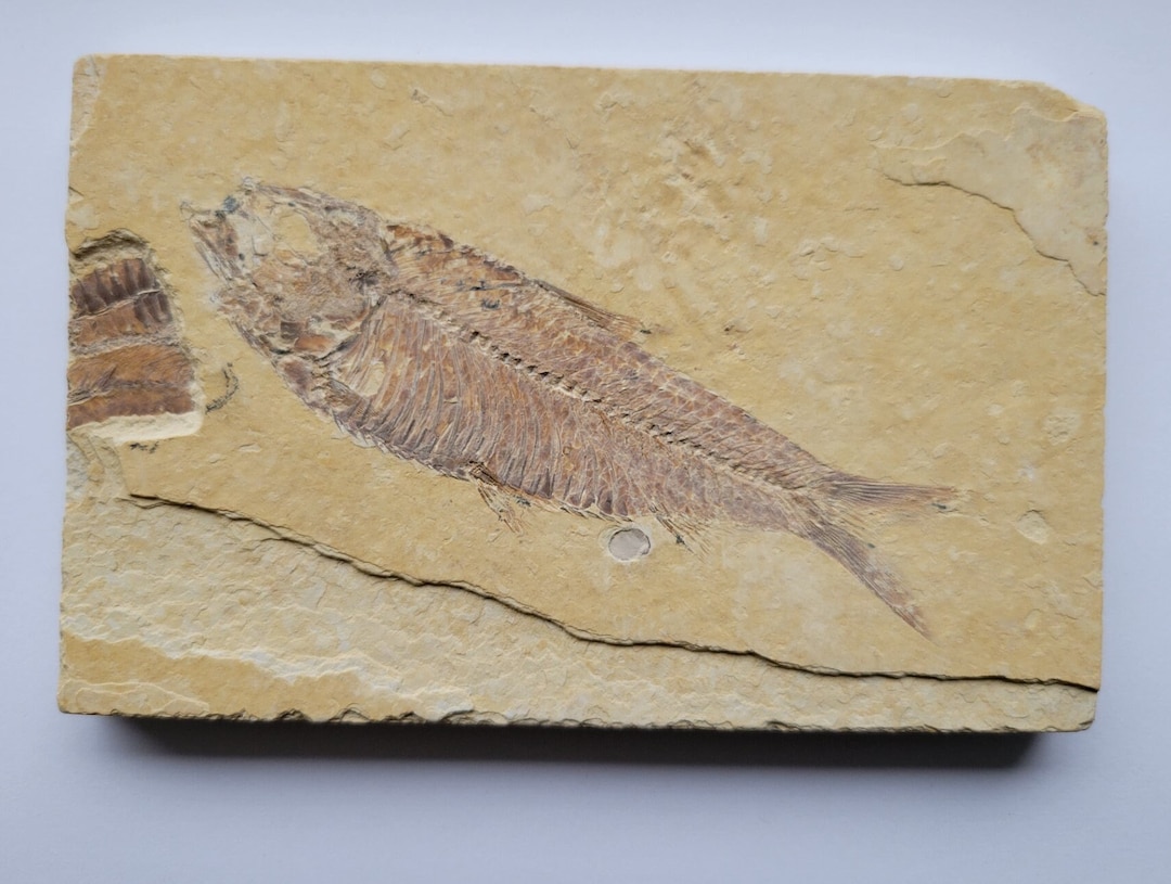 50 MILLION YEARS OLD!! This Diplomystus Fish Fossil is an Extinct ...