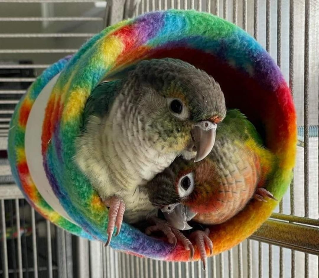 The Best Original SAFEST Largest Bird Cozy 4X8 Solid PVC Body W ...