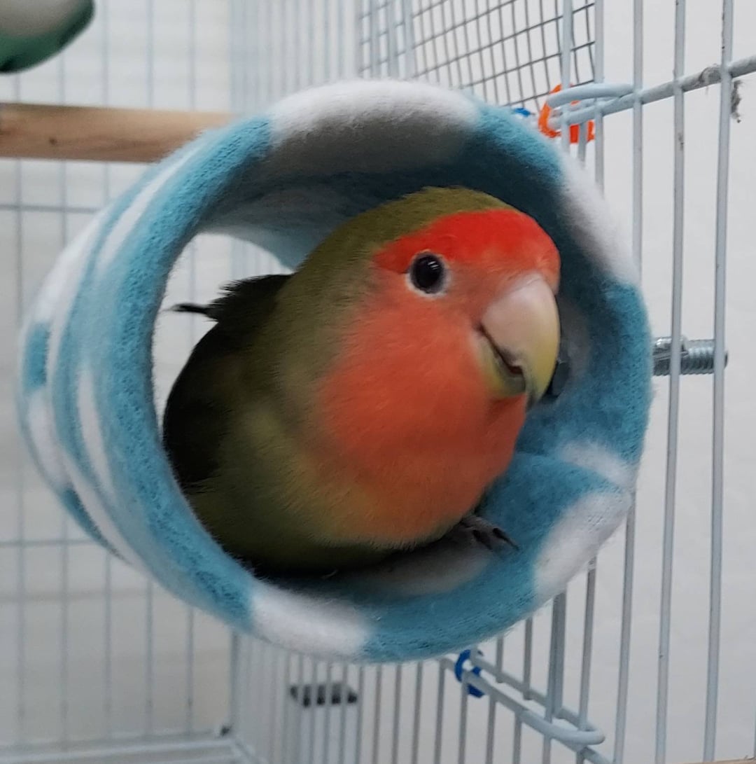 The Best Original Conure Coop SAFEST Small Bird Cozy 3 X 6 Solid PVC ...